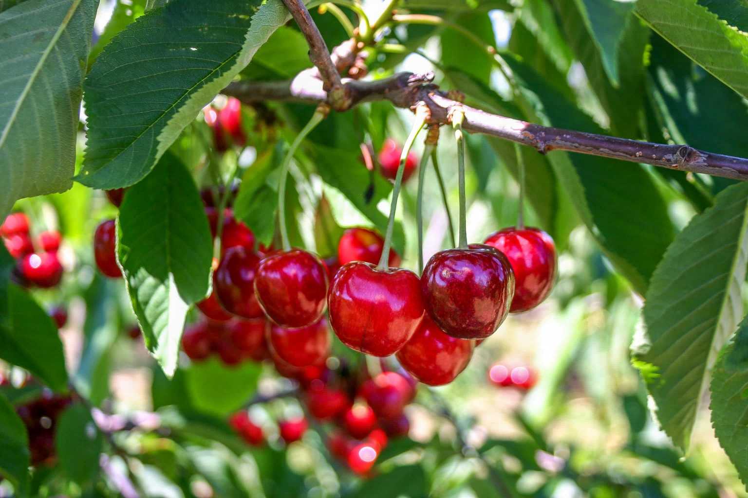 Argentine Cherry Crops are Fine, The Cool Down - ClimateRealism